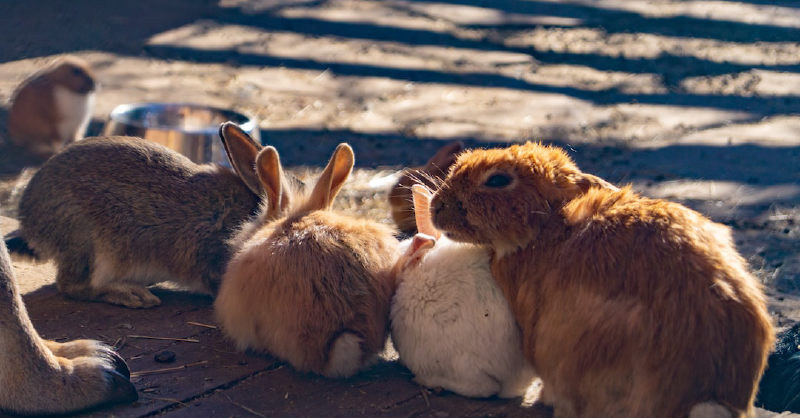 bunny 4 - Olivia and the Fuzzbois